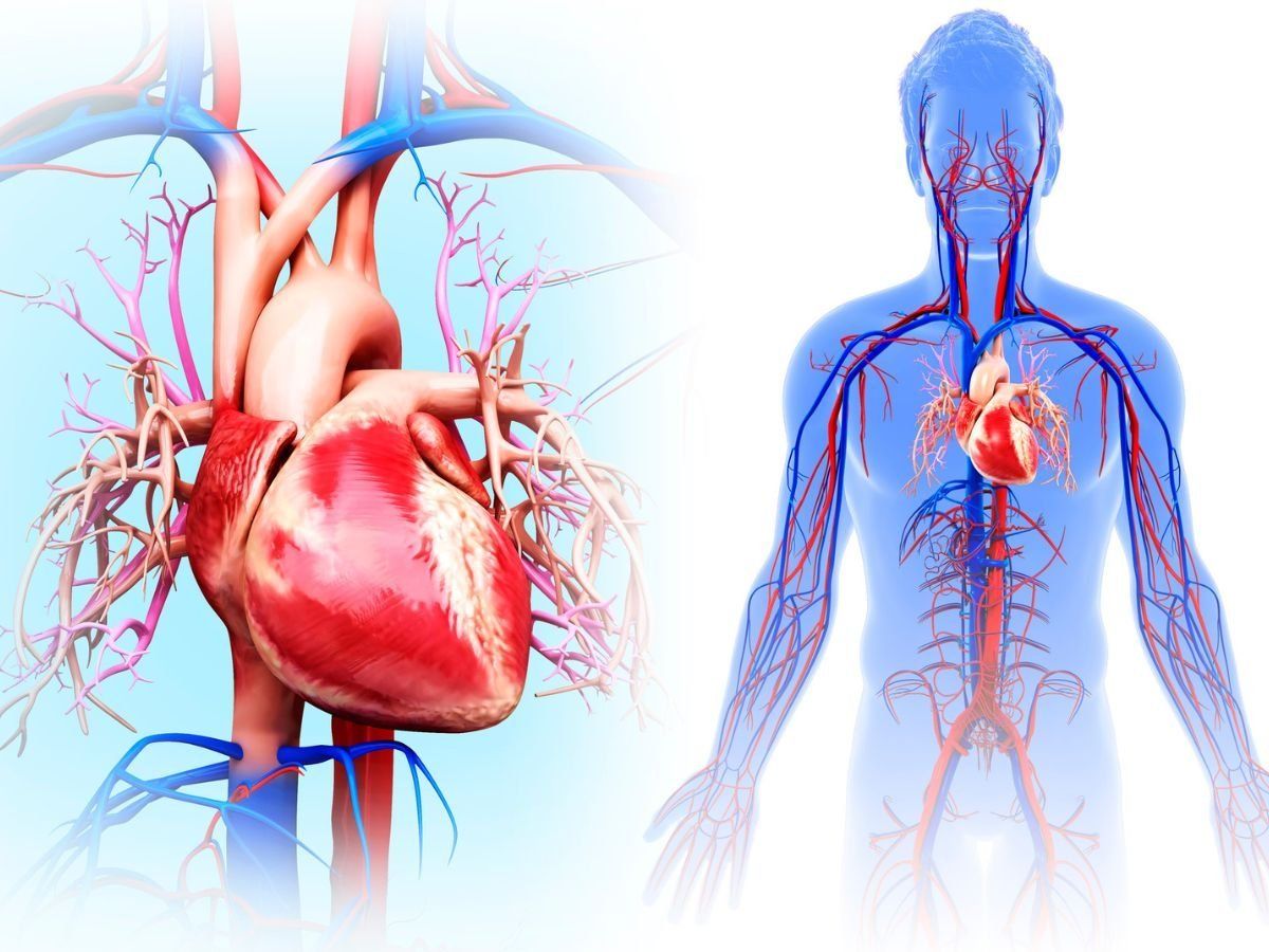 Bad Habits For Heart: 5 Bad Habits that harm your Heart health - दिल की ...