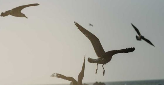 jatinga Valley in assam where More than Thousand birds commit suicide ...