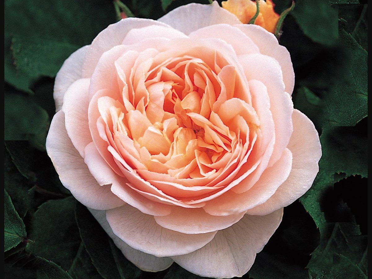 Rose Day Facts: एक ऐसा गुलाब ज‍िसकी करोड़ों में है कीमत, जानें आख‍िर क् ...