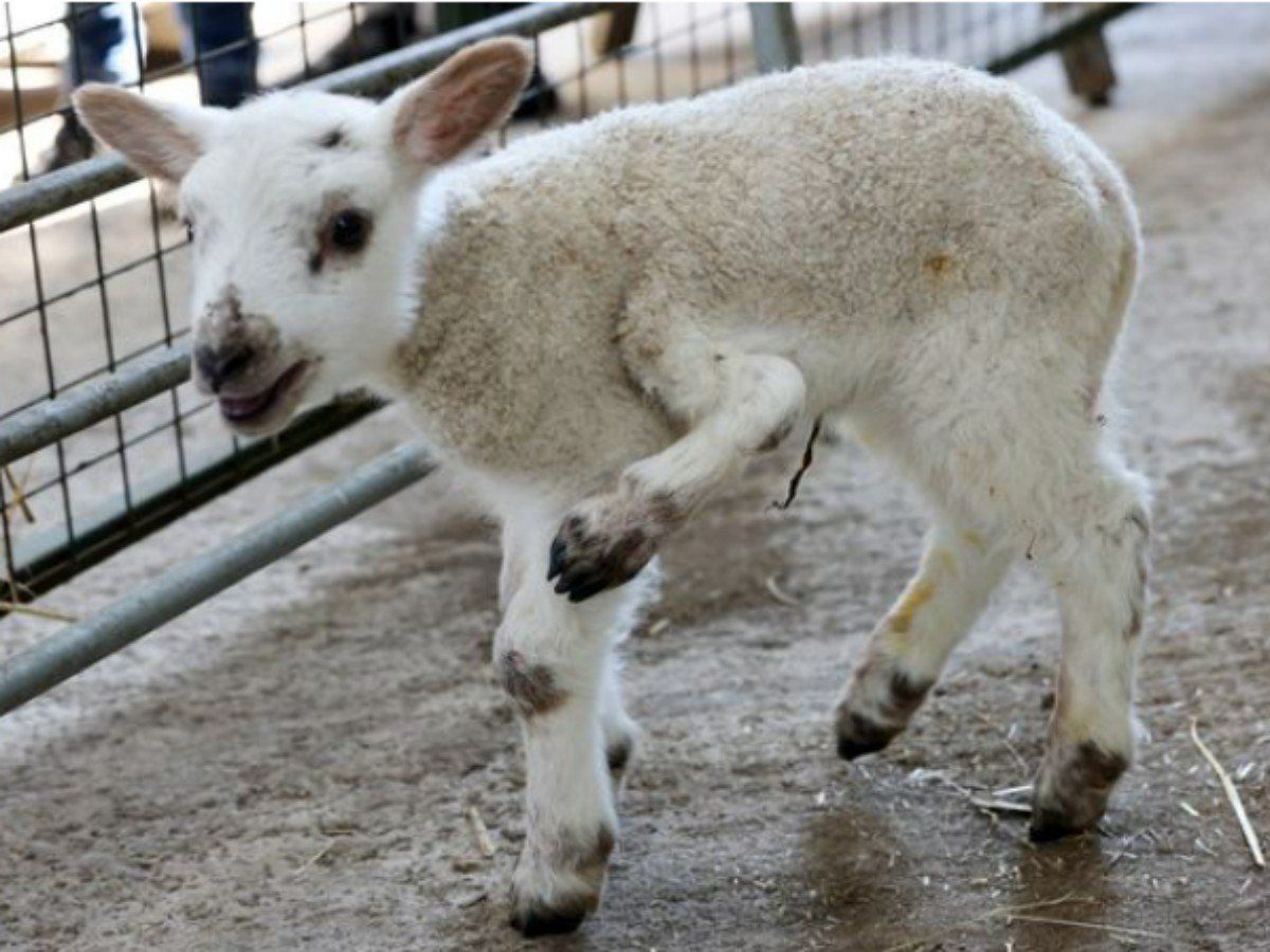 Ajab Gajab Weird Lamb Born With Five Legs Watch Video, Video: यहां ...