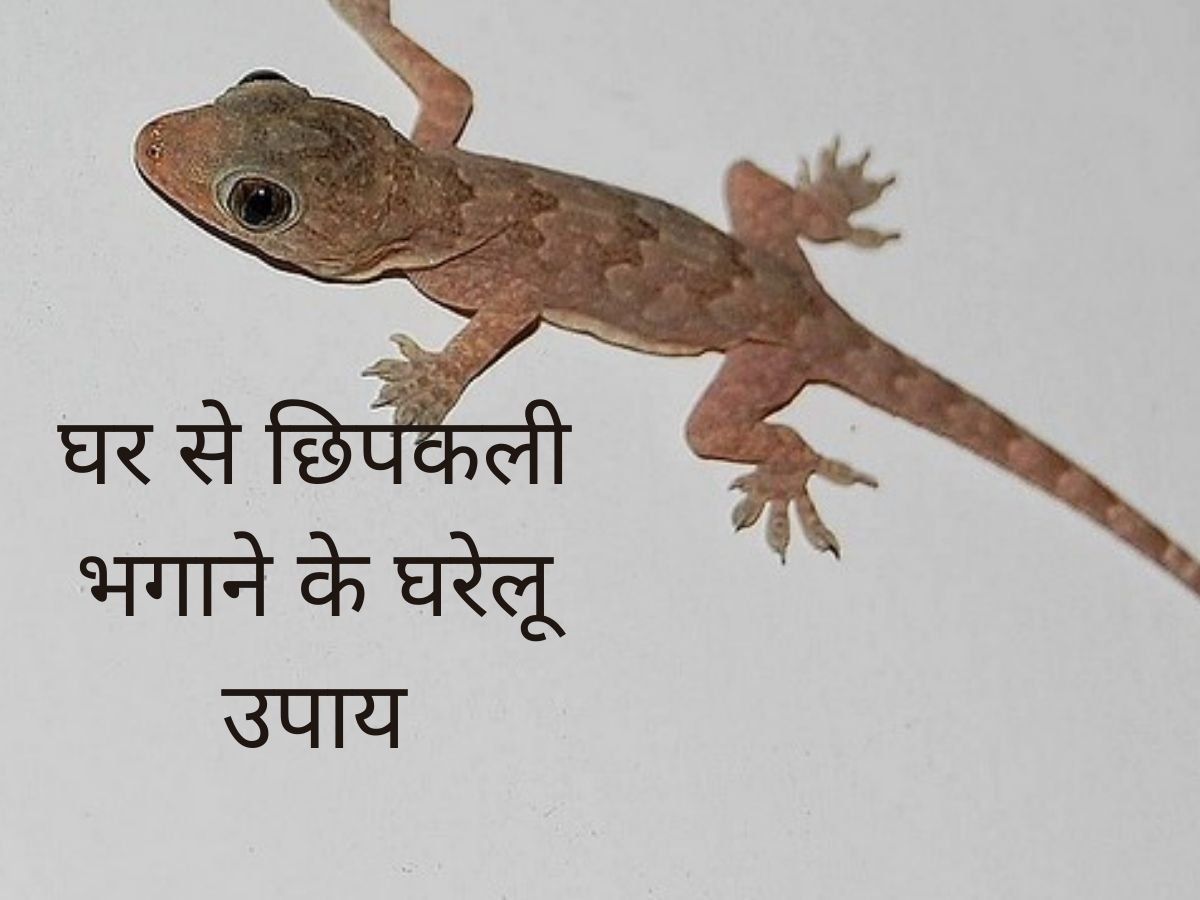 Chipkali Bhagane Ka Tarika Try home remedies to get rid of lizard from ...