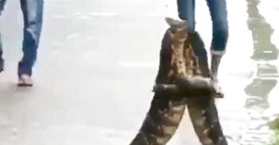 Two lizards hugged like humans on Road video going viral on social ...