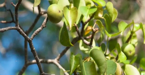 World Most poisonous tree manchineel know about shocking truth, Do You ...