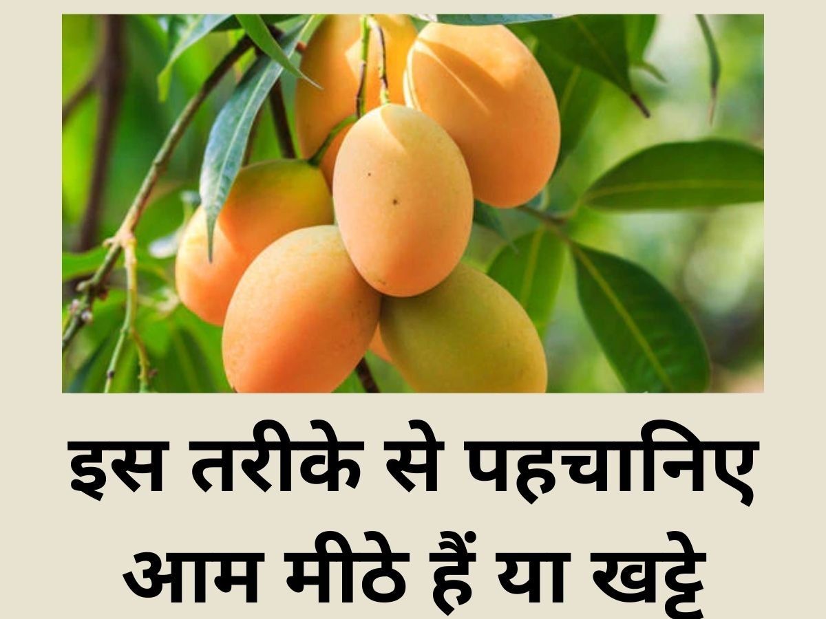 Mango In summer : Tips and trick To Identify Sweet Mango- आम खरीदना है ...