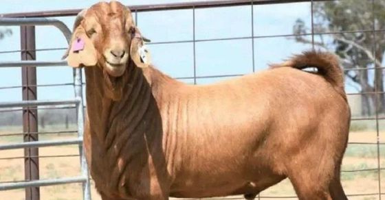 Australian Most Expensive Goat Sold On 15 Lakh Rupees Know About Him ...