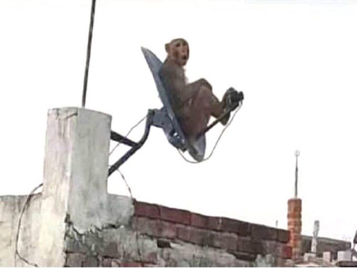 Dish antenna made for monkey, taking a look at the weather, डिश एंटीना ...