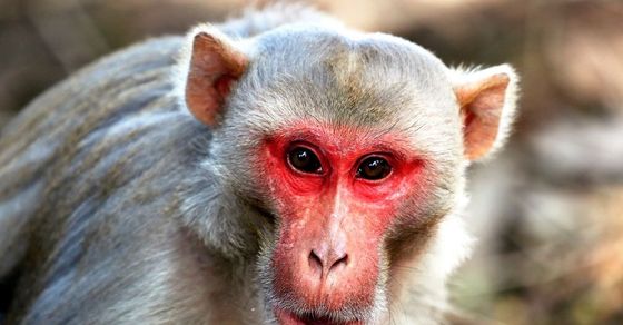 Maharashtra: Monkey Terror attack inside a police station in Thane ...