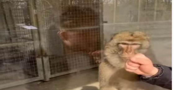 Funny Video Monkey Reaction Goes Viral on Social media, VIDEO: शख्स ने ...