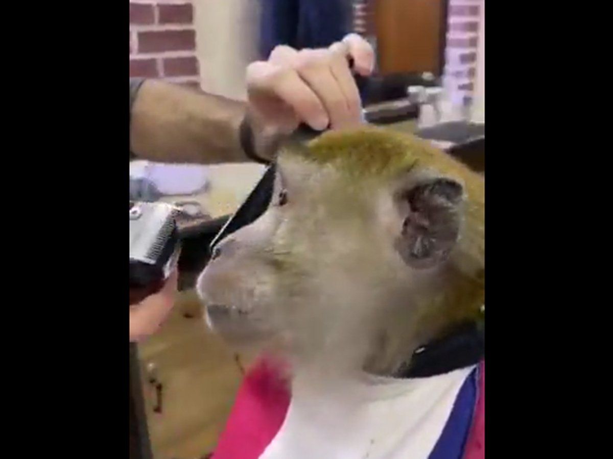 Monkey is getting trimmed sitting on chair in salon, you will be ...
