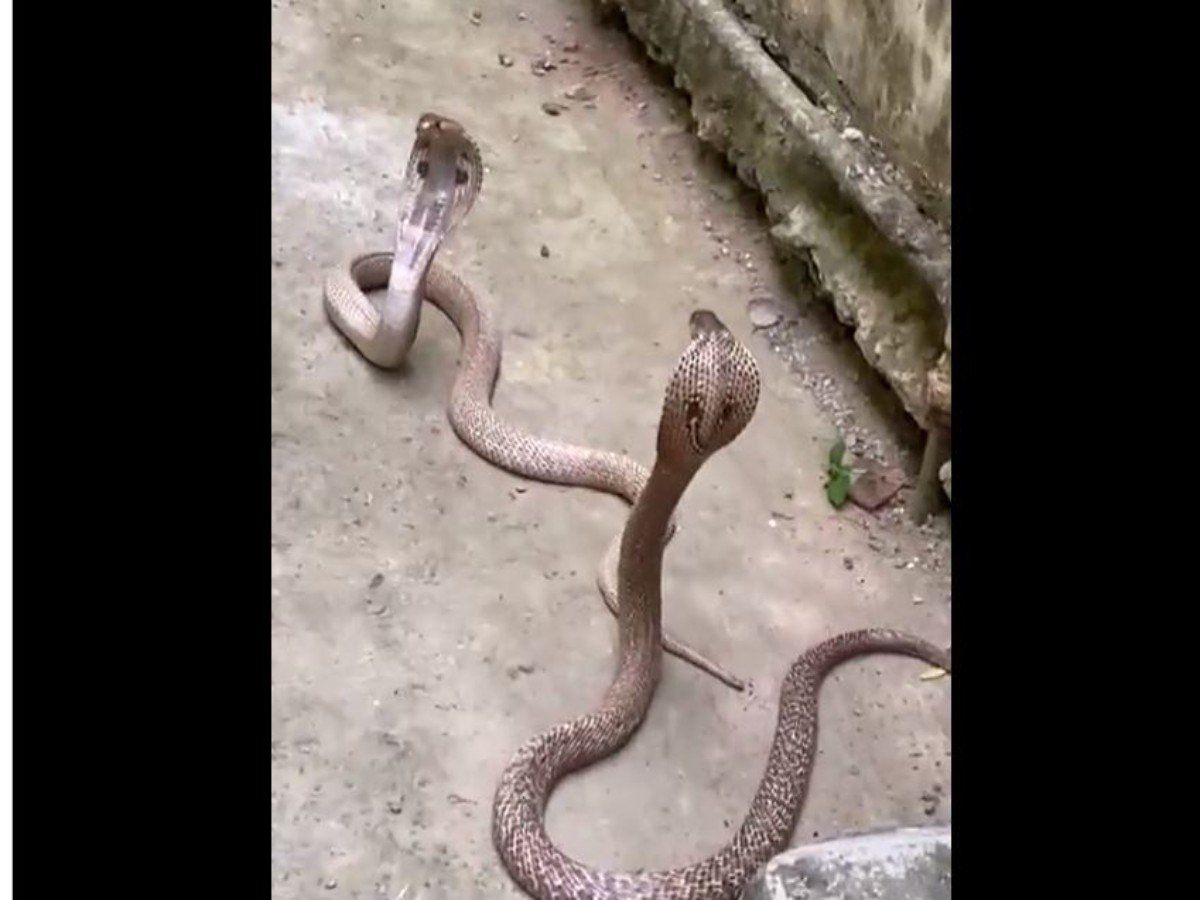 Naag Nagin Video Naag Nagin Romance Viral Video in Hindi, Viral: मौसम ...