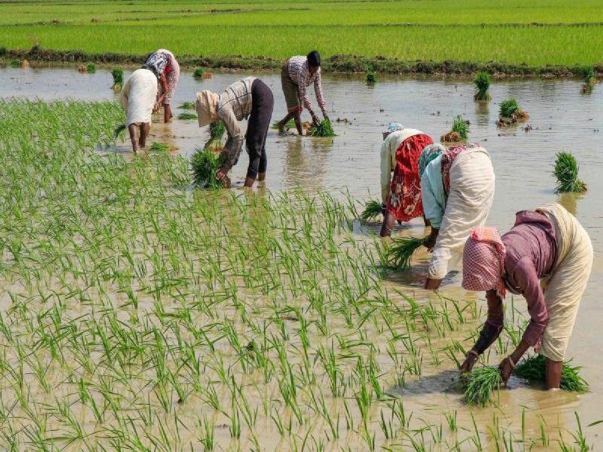 paddy acreage down in india due to shortfall in monsoon it may impact ...