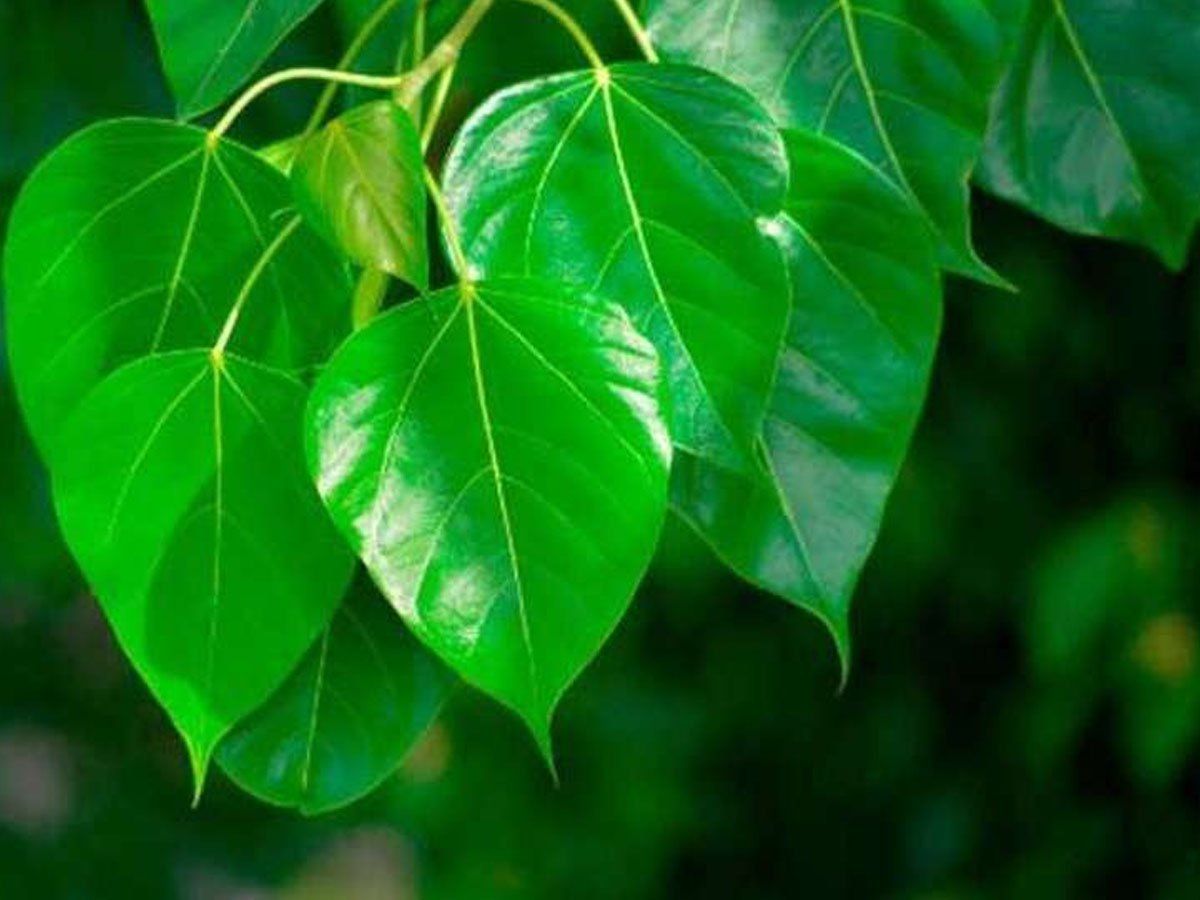 Peepal Tree Ke Fayde: पीपल का पेड़ दूर कर देगा आपकी ये 9 बीमारियां ...