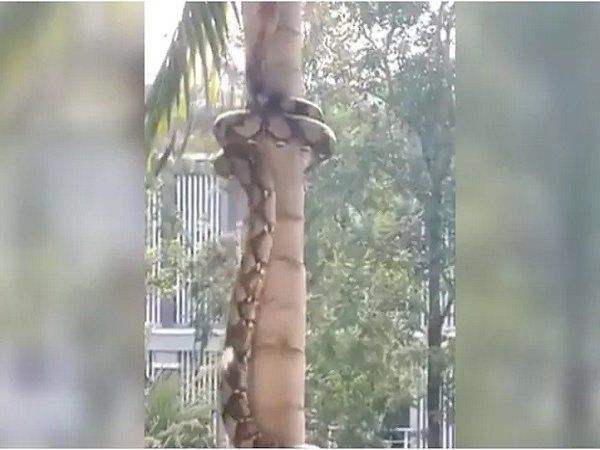 Python slithers along palm tree people find it scary watch viral video ...