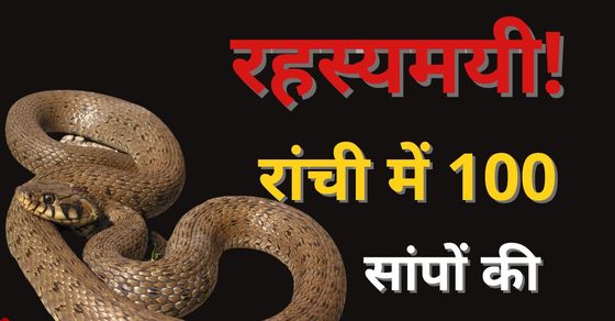 Ranchi Crime: Killing of 100 snakes in Ranchi became a puzzle - रांची ...