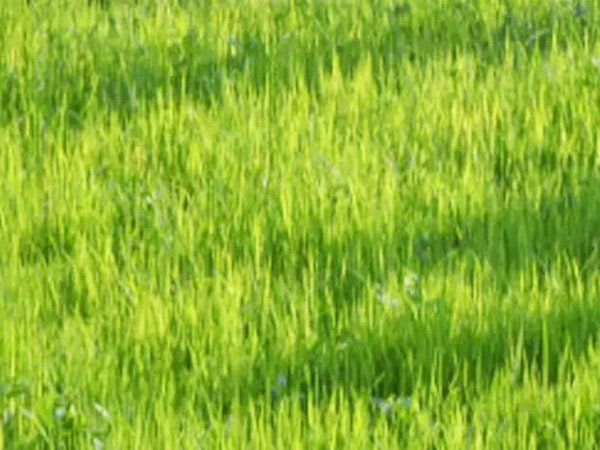 भारत में लॉन्च हुआ गया एग्रीटेक प्लेटफार्म सफल फसल,किसानों की आजीविका ...