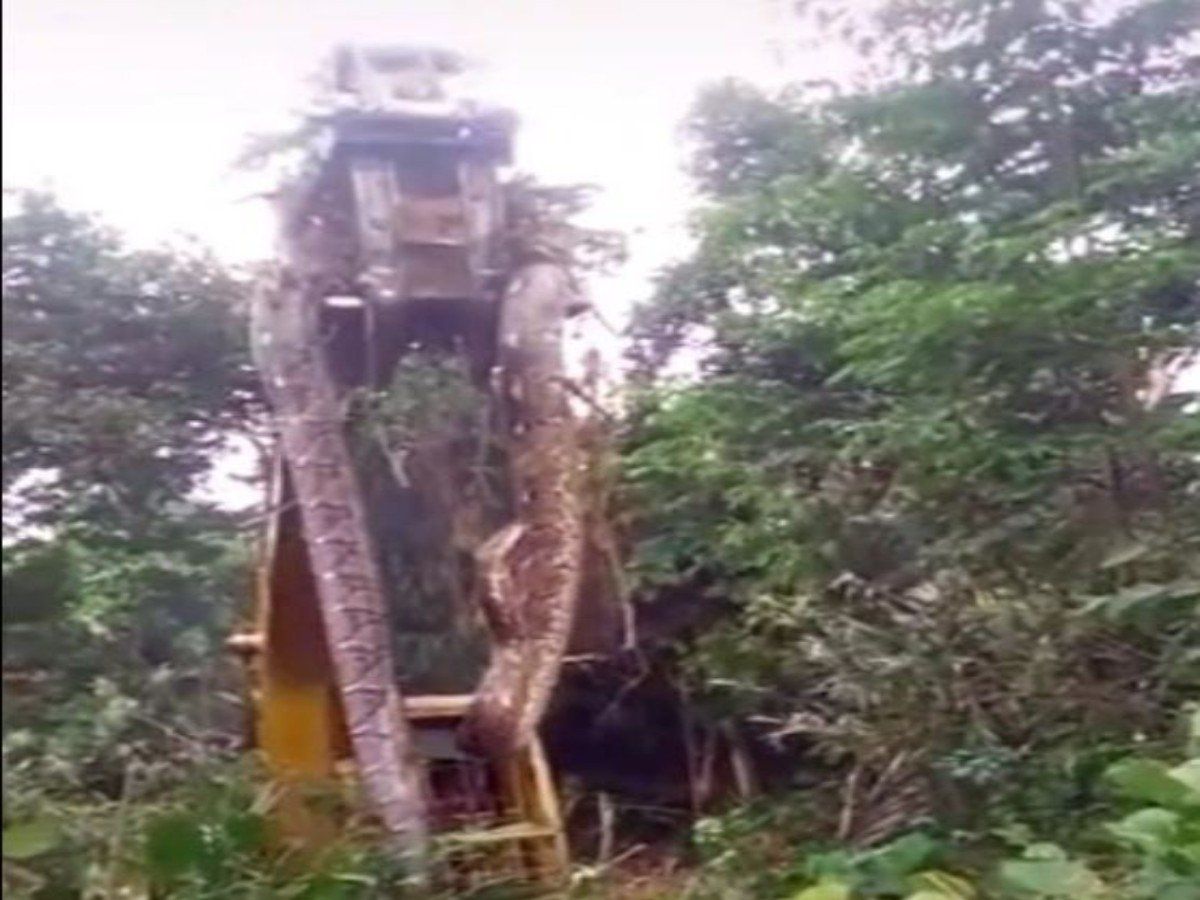 Worlds Biggest Snake lifted by crane in Dominica Shocking Photo, दुनिया ...