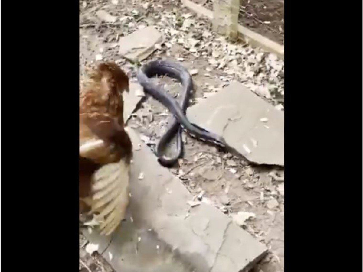 Video: सांप और मुर्गे के बीच जबरदस्त लड़ाई, वीडियो में देखें किसने मारी ...