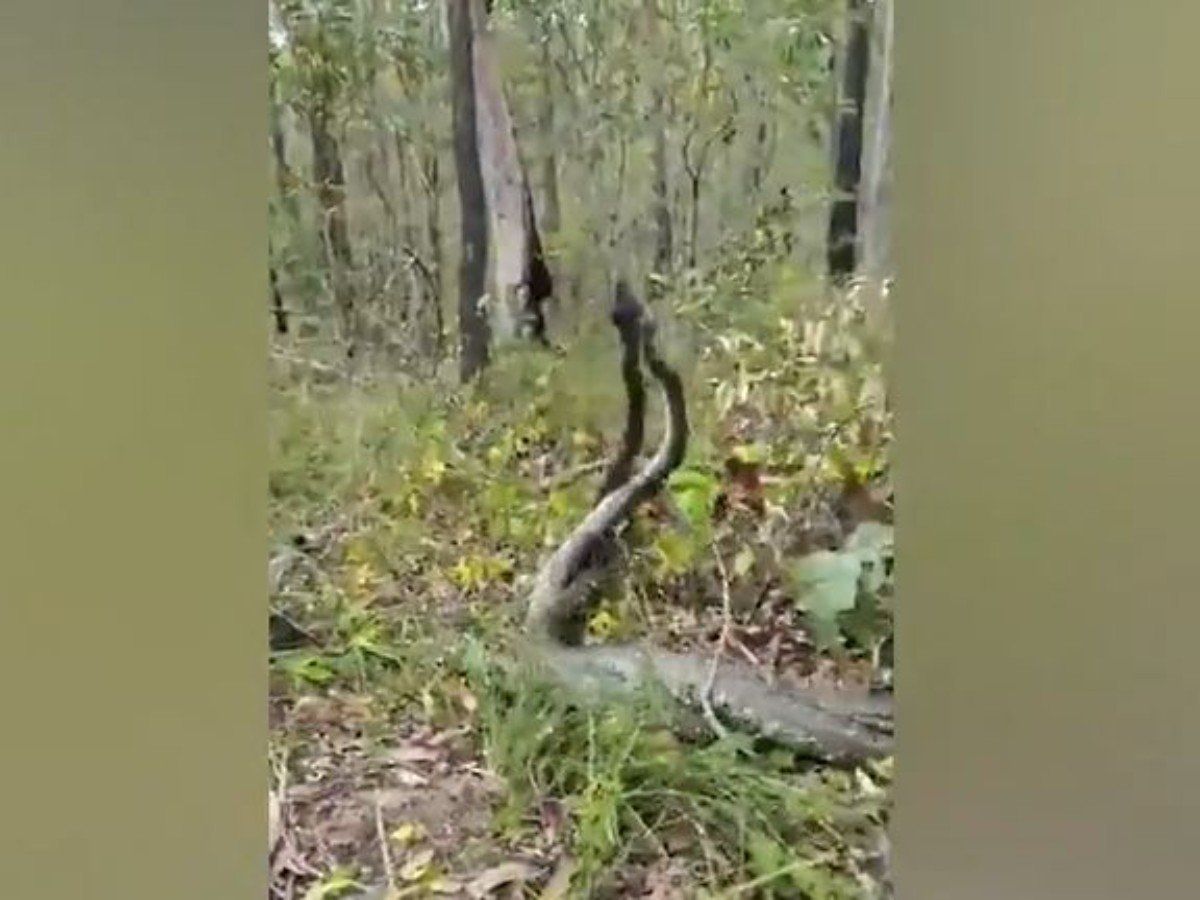 Three snake fight for on female snake in Australia then what happened ...