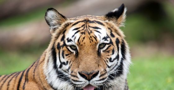 Jaipur News:Sariska Tiger Tiger ST 24 of Project reached near Jaipur ...