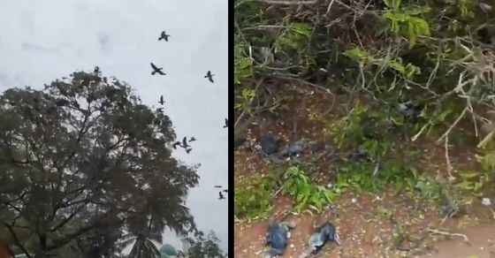 Bird Death Video: इस वीडियो को देखकर आपके निकल जाएंगे आंसू, यकीनन फूट ...