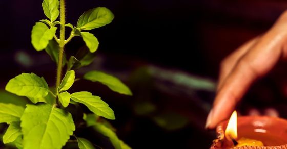 Tulsi Vivah 2021 Date Puja Timings History Significance and Importance ...