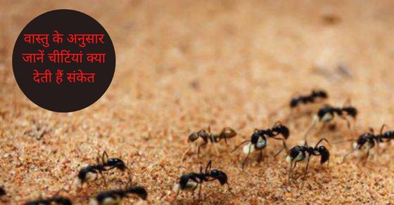 vastu tips in hindi : घर से निकल रही हैं काली और लाल चीटियां? वास्तु के ...