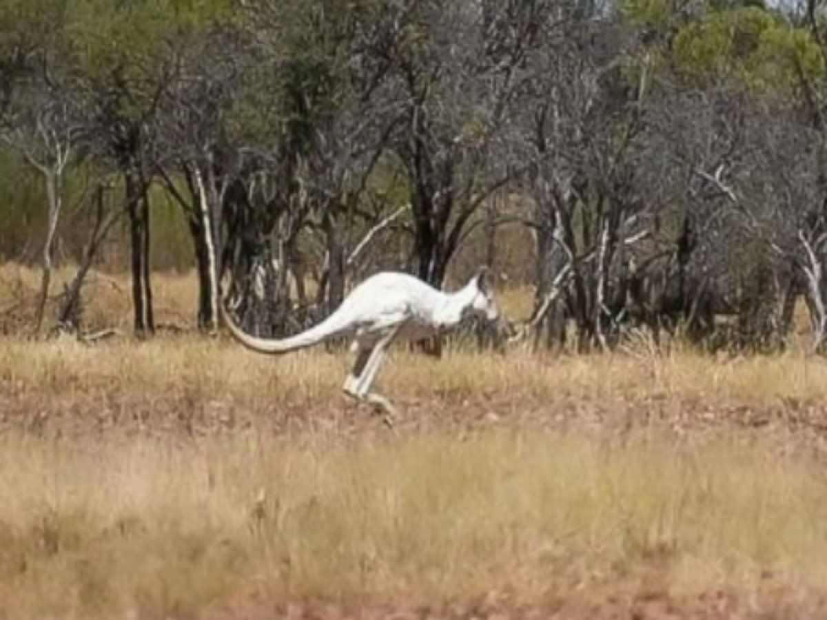 Rare White kangaroo found in Australia photo goes viral, ऑस्ट्रेलिया ...
