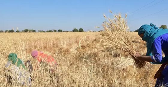 FCI Silo Project Make in India clause and 15 percent capacity cap ...