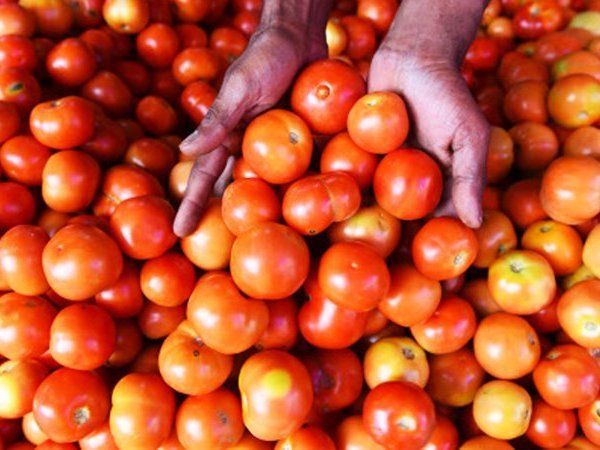 Tomato Prices in Pakistan: कराची में 320 रुपए किलो टमाटर, लोग 1 या 2 ...