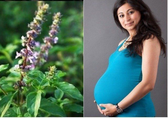 Health Benefits Of Eating Tulsi Leaves In Pregnancy | गर्भ में पल रहे ...